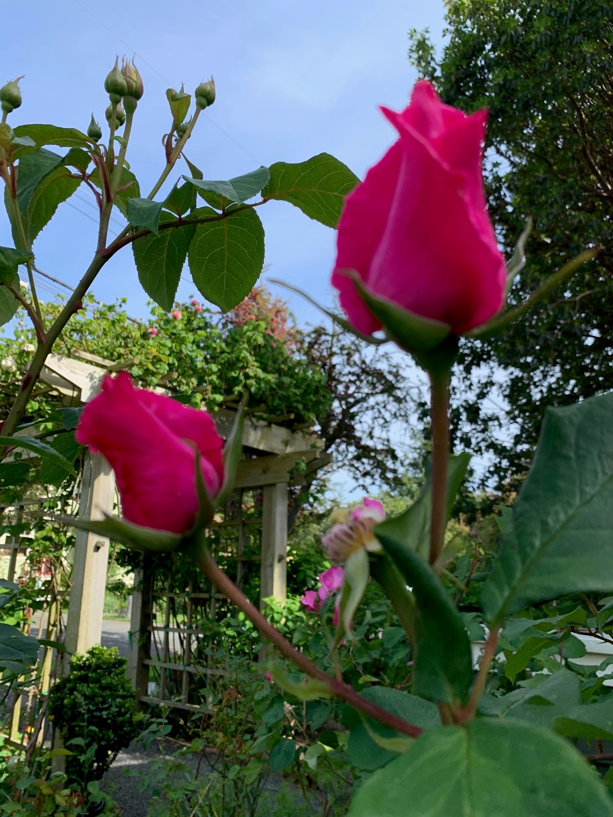 hostess of the humble bungalow: Everything's coming up Roses...