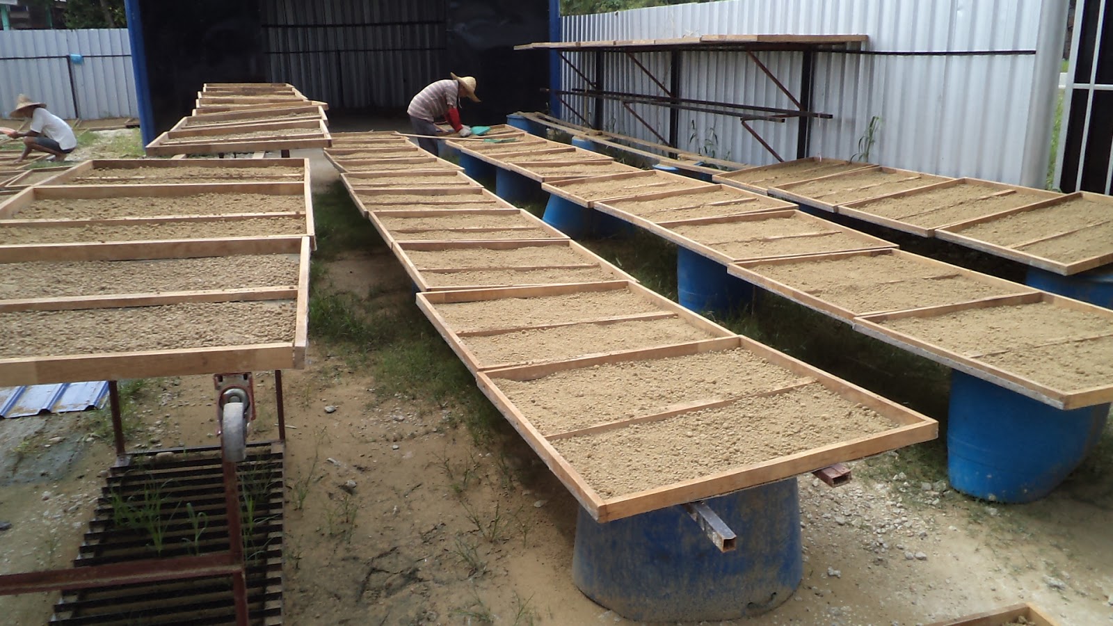 Eco Bioweed: Making Duckweed into feed pallets