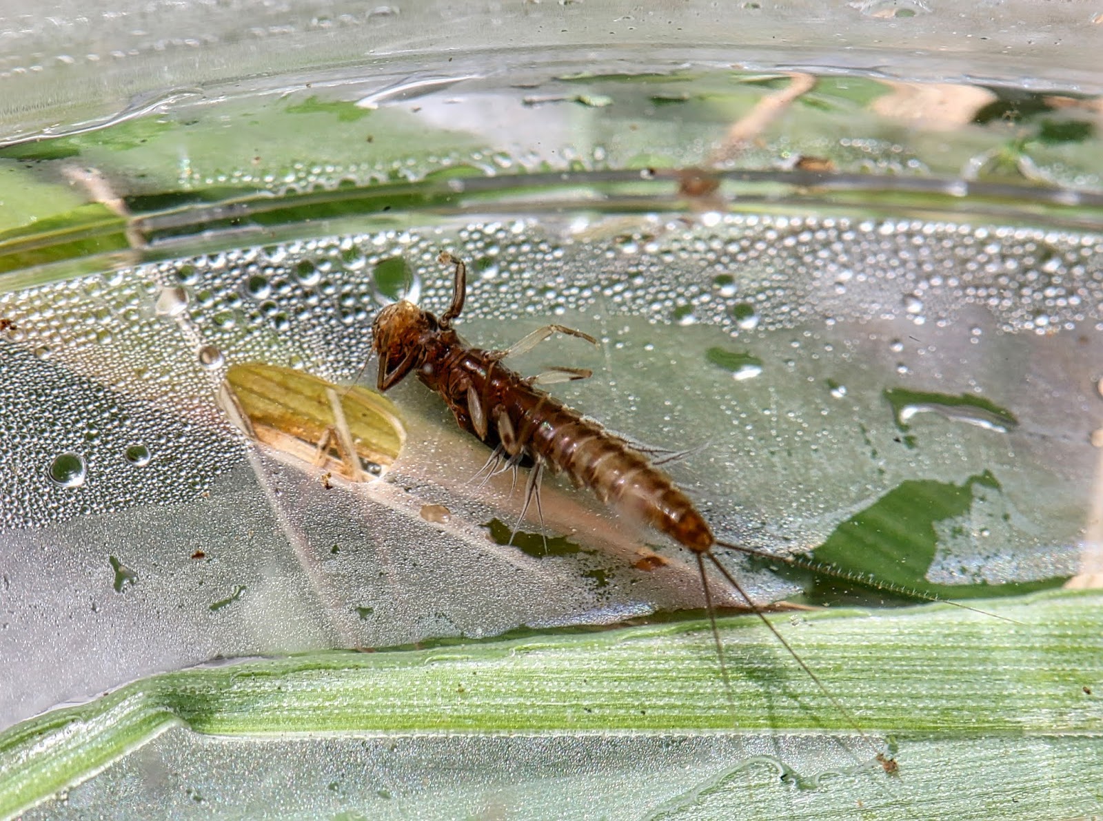 Aquatic Insects of Central Virginia