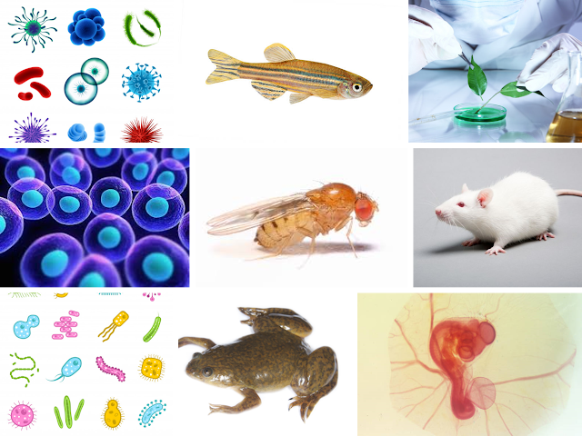 Model Organisms series coming soon!