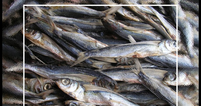 Dried Galonggong Fish