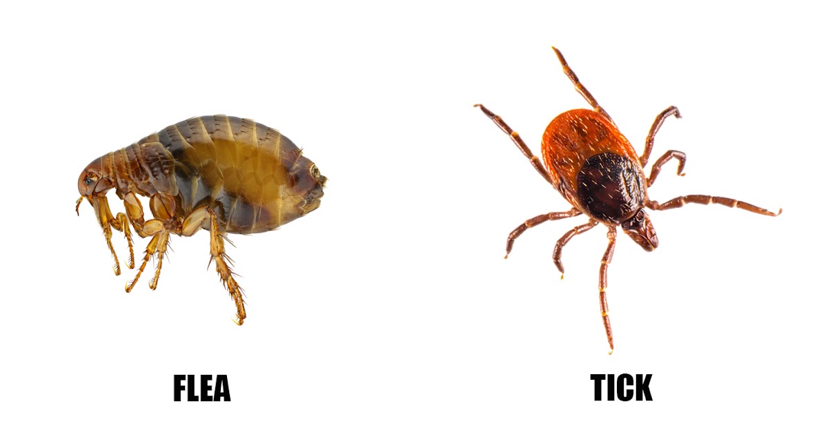 Lice vs Fleas Pictures, Size, Difference