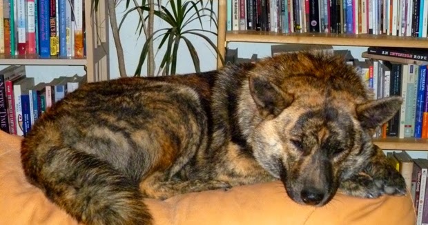 10 RACES DE CHIENS RARES QUE VOUS N'AVEZ JAMAIS ENTENDUES - optima4u