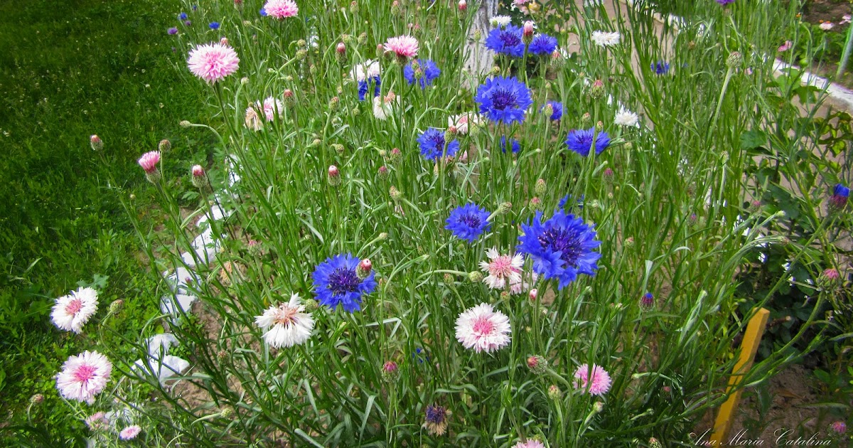 Lumea văzută din Turda: Flori - informatii