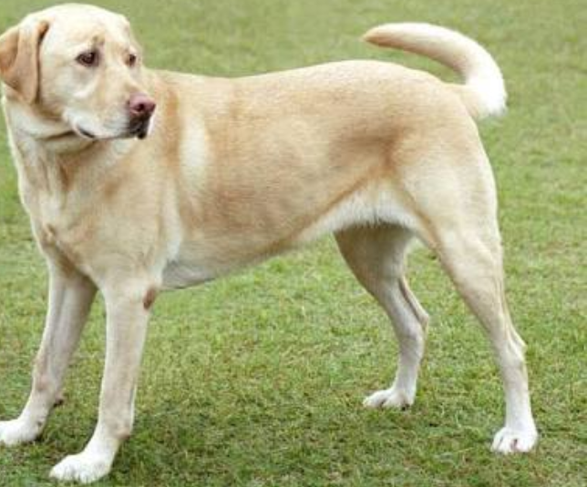 Conoce más de nuestros amigos caninos🐶: Raza de perro: Labrador Retriever