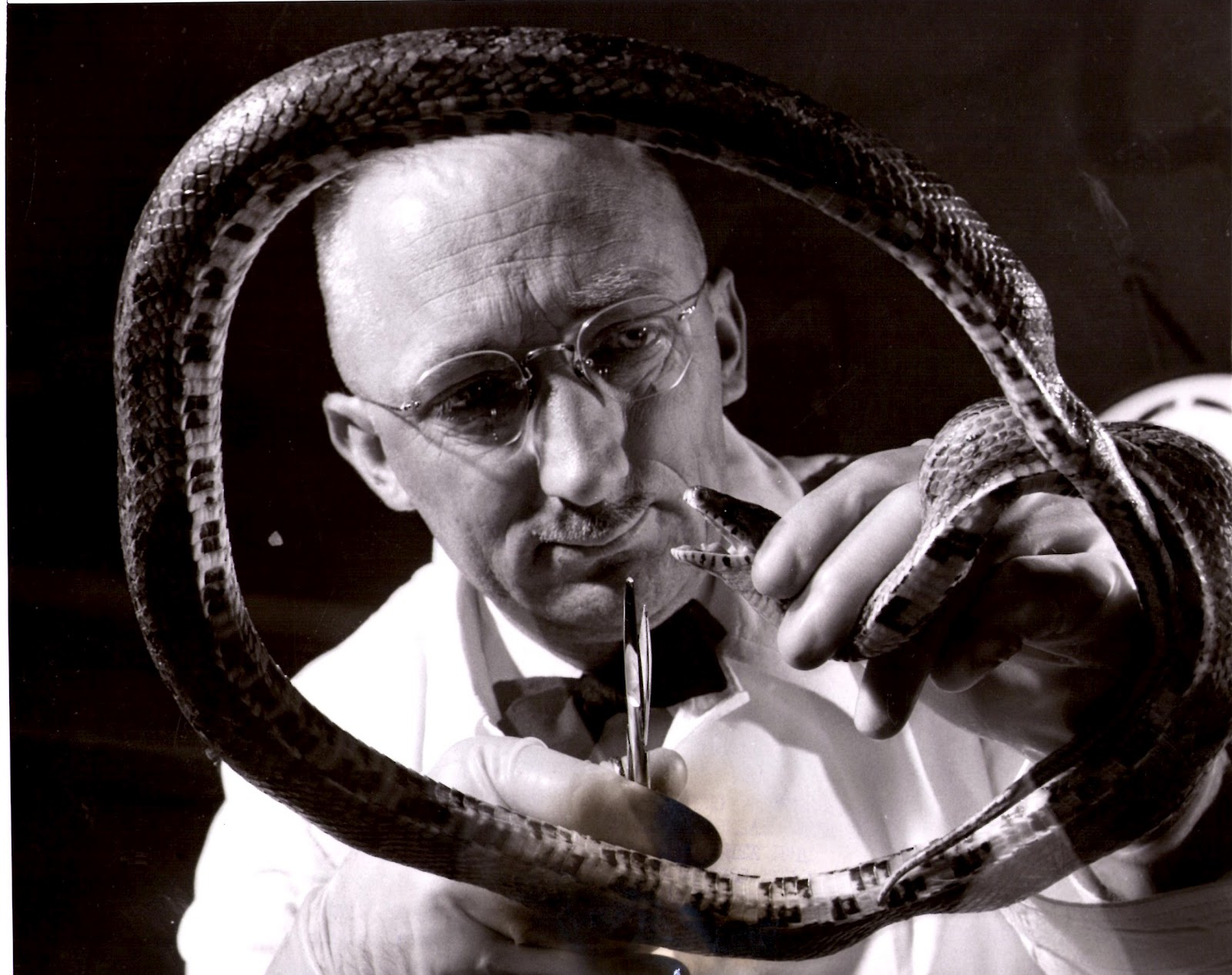 Somewhere on Earth...: Snakes of the 1900's