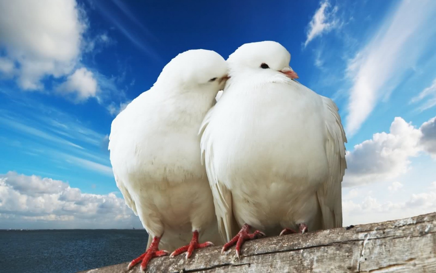 Askare Imágenes : 📱 Imágenes Hermosas