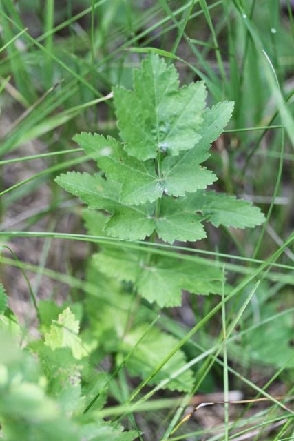 Reflections From Crumbly Acres Wild Parsnip Abounds In Ontario Ditches
