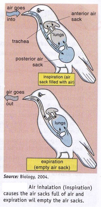 Respiratory System In Animals - New Science Biology