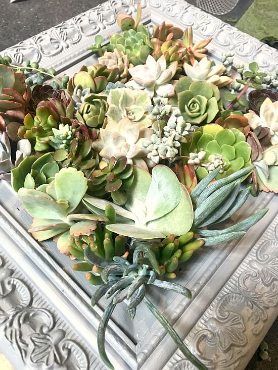 How to Make a Succulent Planter Frame