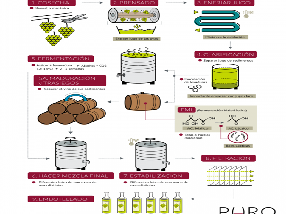ENOLOGIA Y VITIVINICULTURA