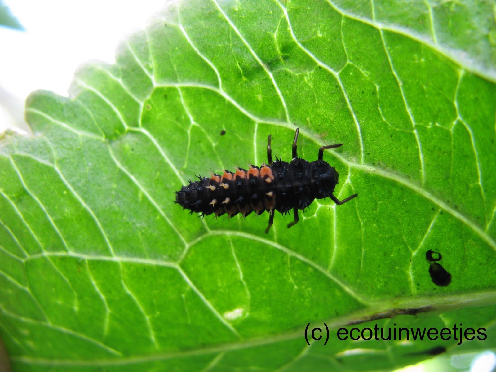 Ecotuinweetjes: Ecologisch bestrijden van bladluizen (deel 1 ...
