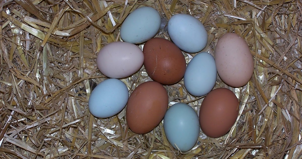 Ask a Poultry Farmer: Step-by-step tutorial: using a broody hen to ...