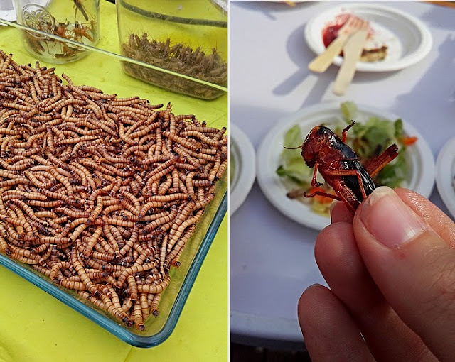 The finest words...: Brouci na talíři aneb food festival Jakože cože?!
