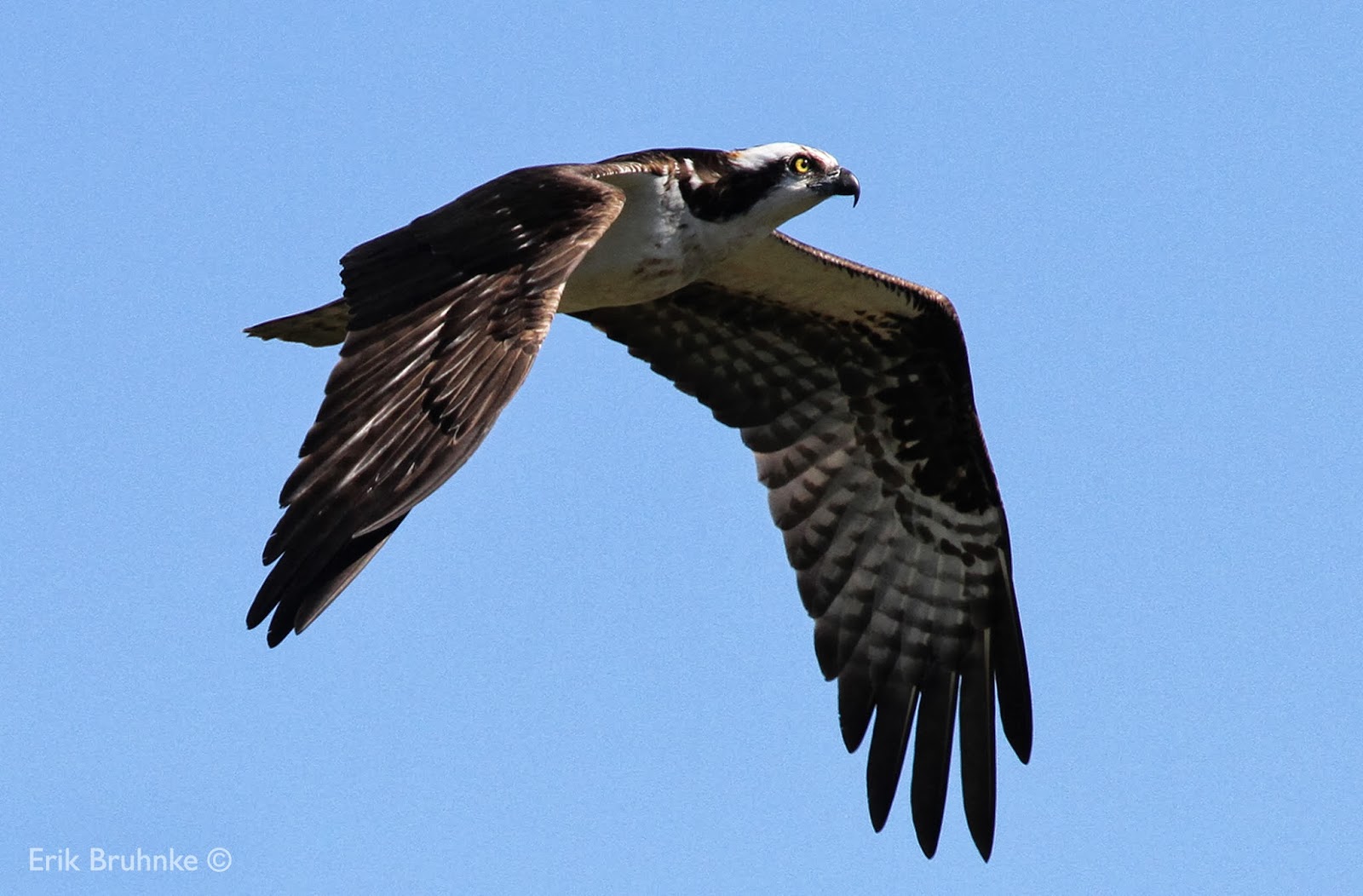 Blustery Day with the Turkey Vultures : Hawk Ridge Bird Observatory