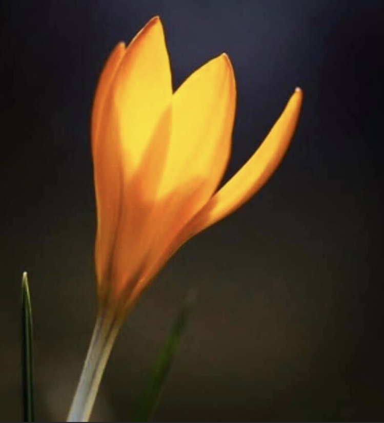 Brother Richard's blog: mindful mystical musings.: Crocus: a meditation ...