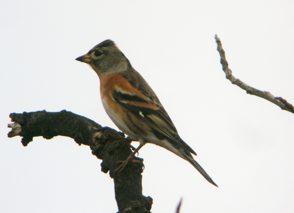 Aves de Marbella: Pinzones reales.