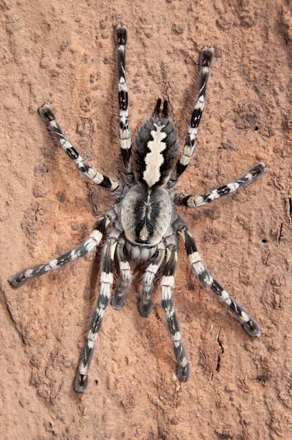 TARANTULAS: Alive And Up Close: Arboreal Tarantulas