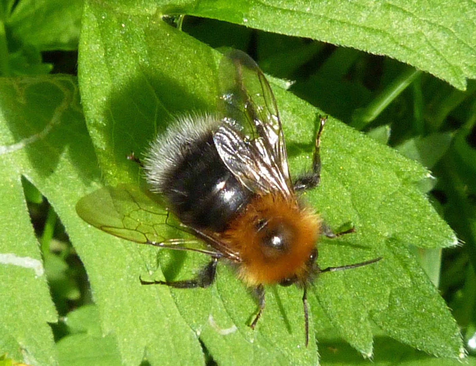 Insects of Scotland: Bees/Wasps/Ichneumons/Sawflies/Ants