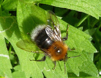 Insects of Scotland: Bees/Wasps/Ichneumons/Sawflies/Ants
