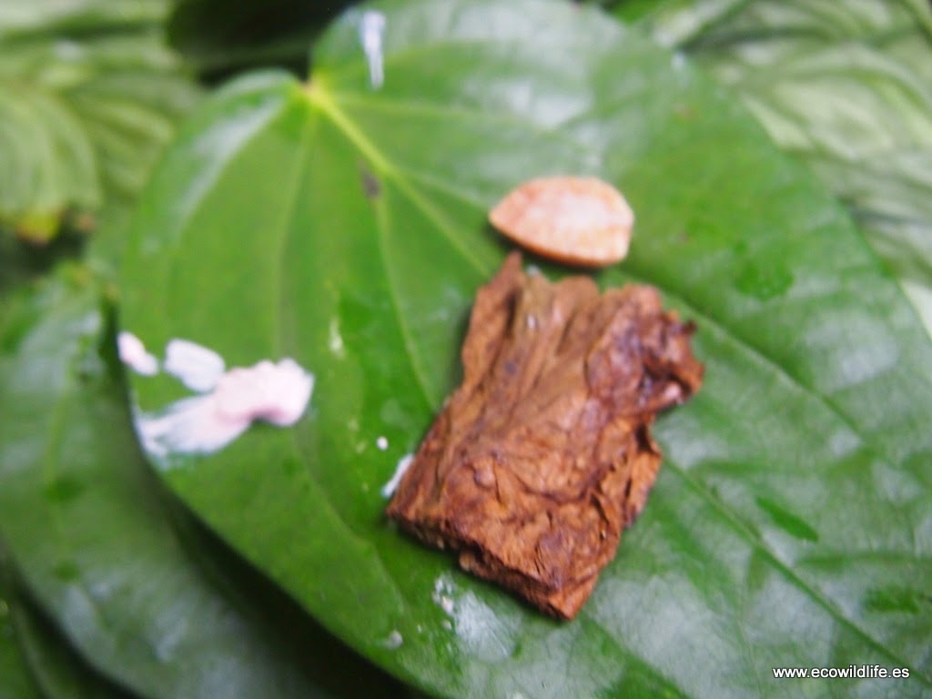 EL BETEL UNA DROGA PELIGROSA.SRI LANKA (VI)