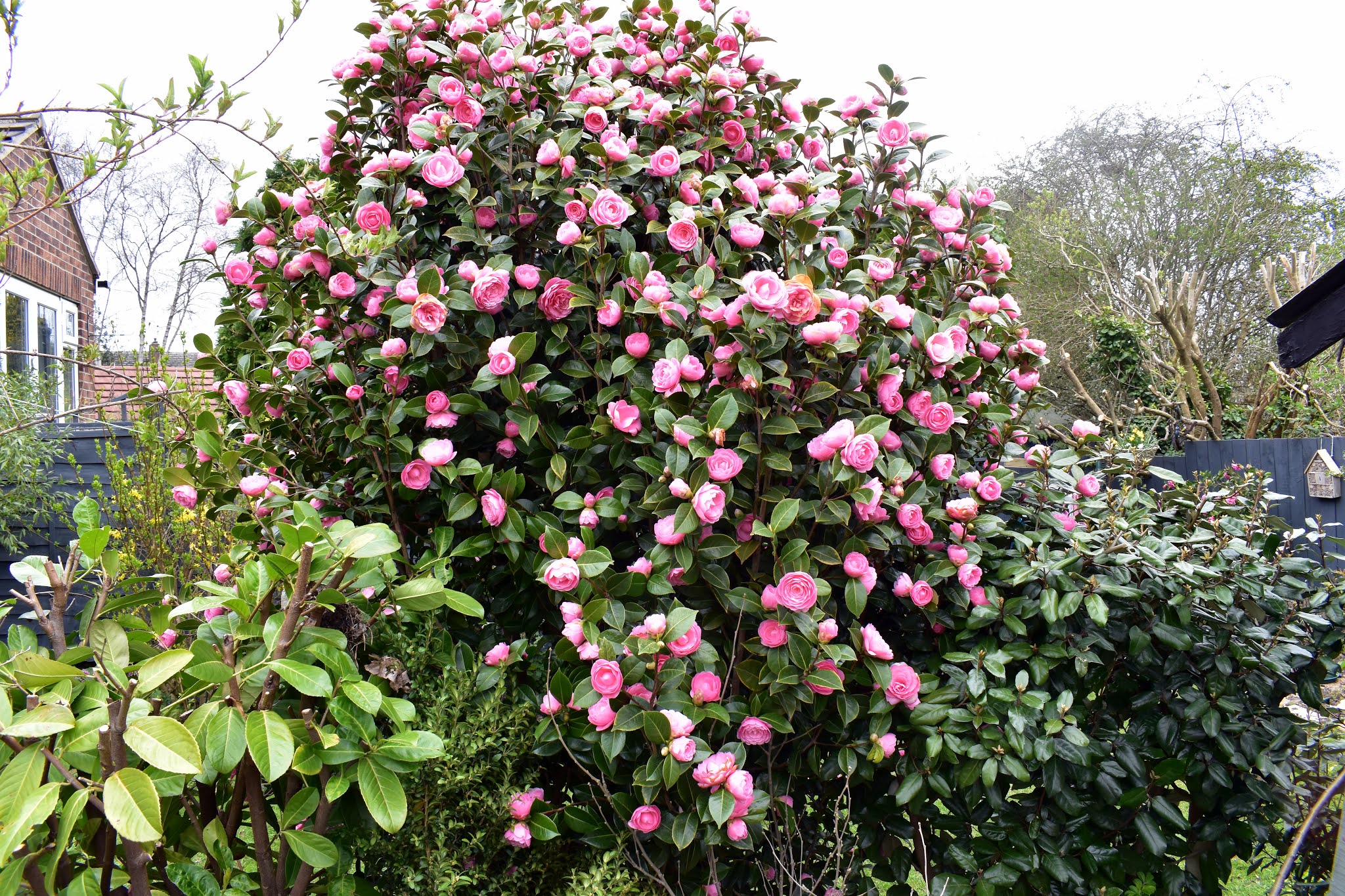 Camellia Tree Hedge