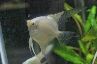 Finatics Tropical Fish