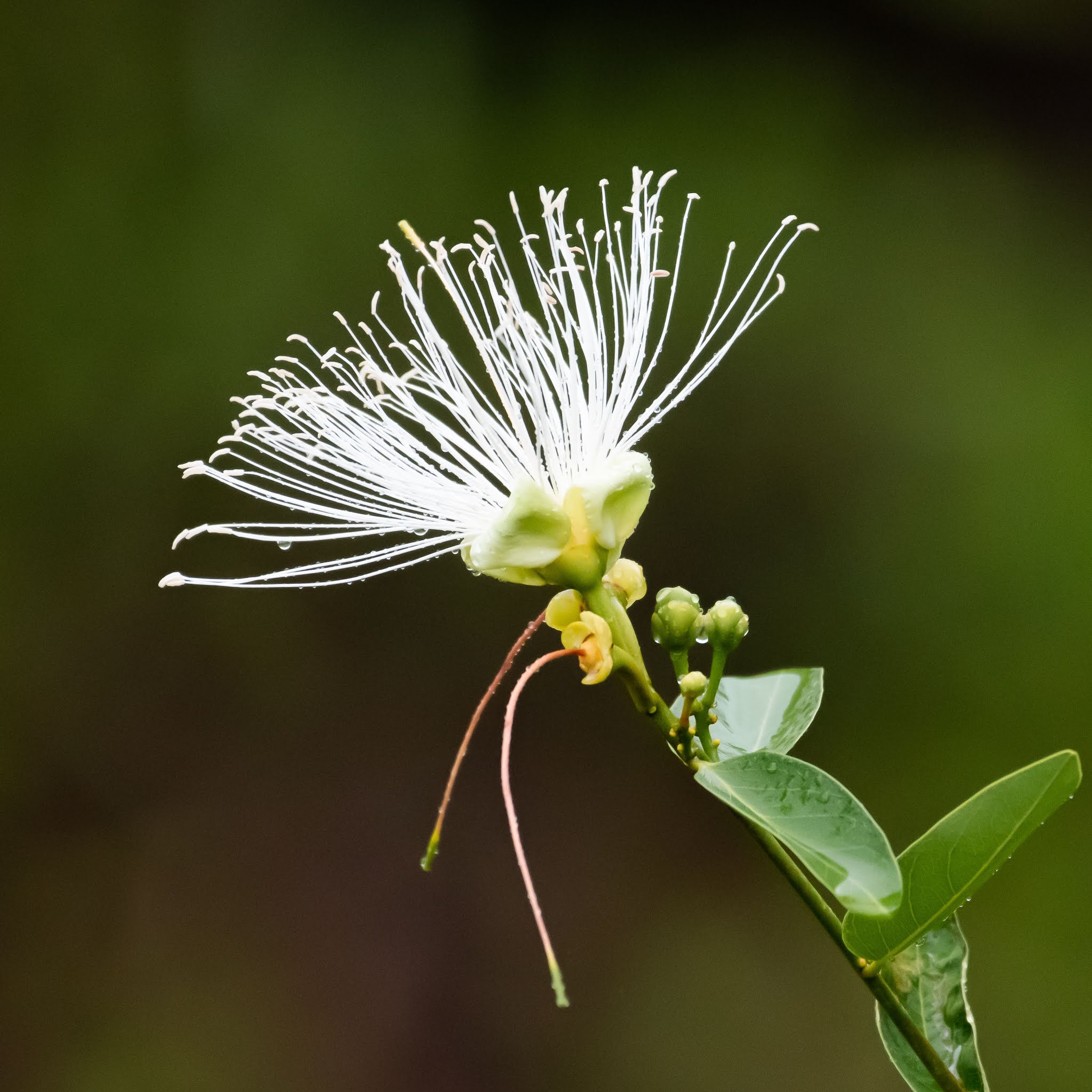 Connecting with Nature: An Explosion of Capers