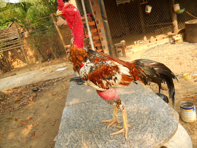 Hobi Ayam Tangkas: the ganoi extrem fighter dari vietnam