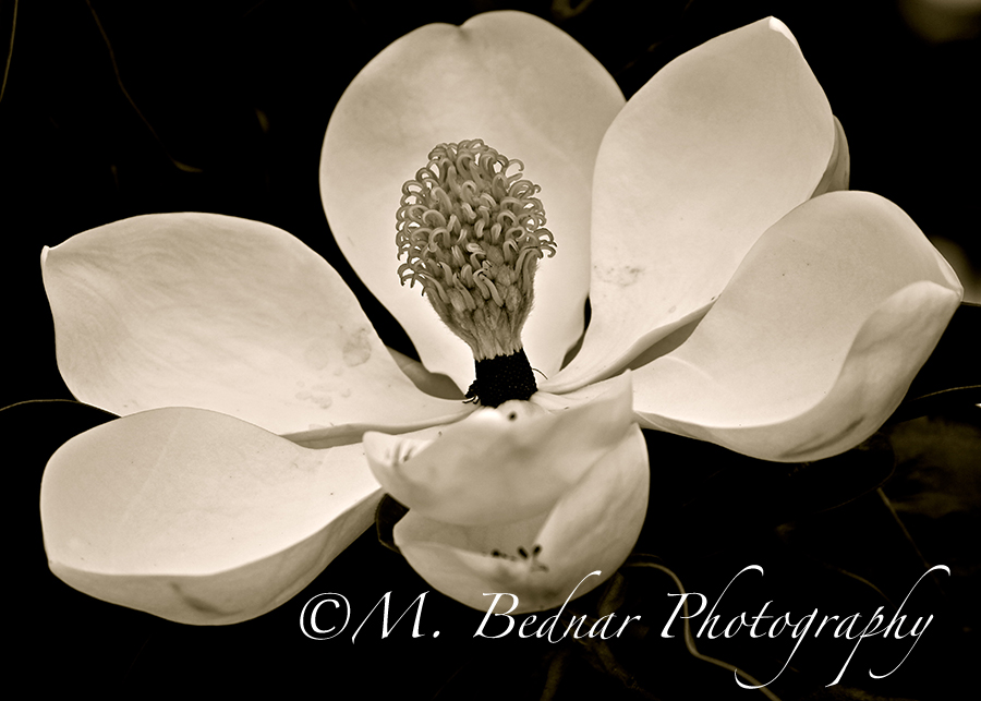 Of Verse, Poesy & Odes : "Beneath the Magnolia Tree", a poem