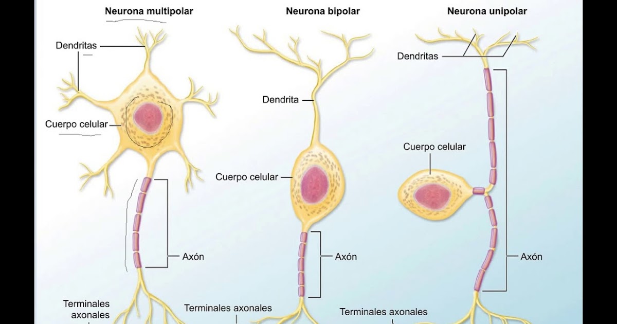 TIPOLOGIÁ DE LAS NEURONAS