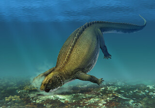 a mesozoic field guide: The Placodonts