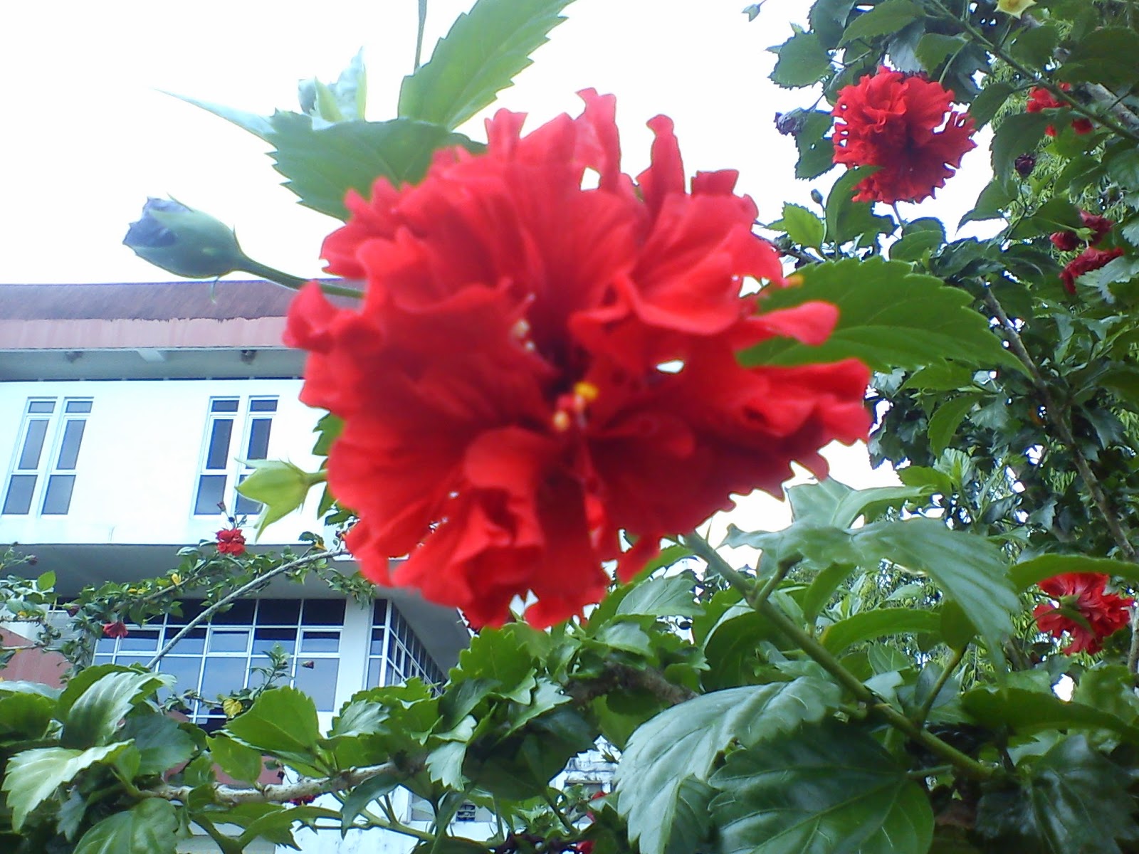 bunga raya: bunga kebangsaan kita..