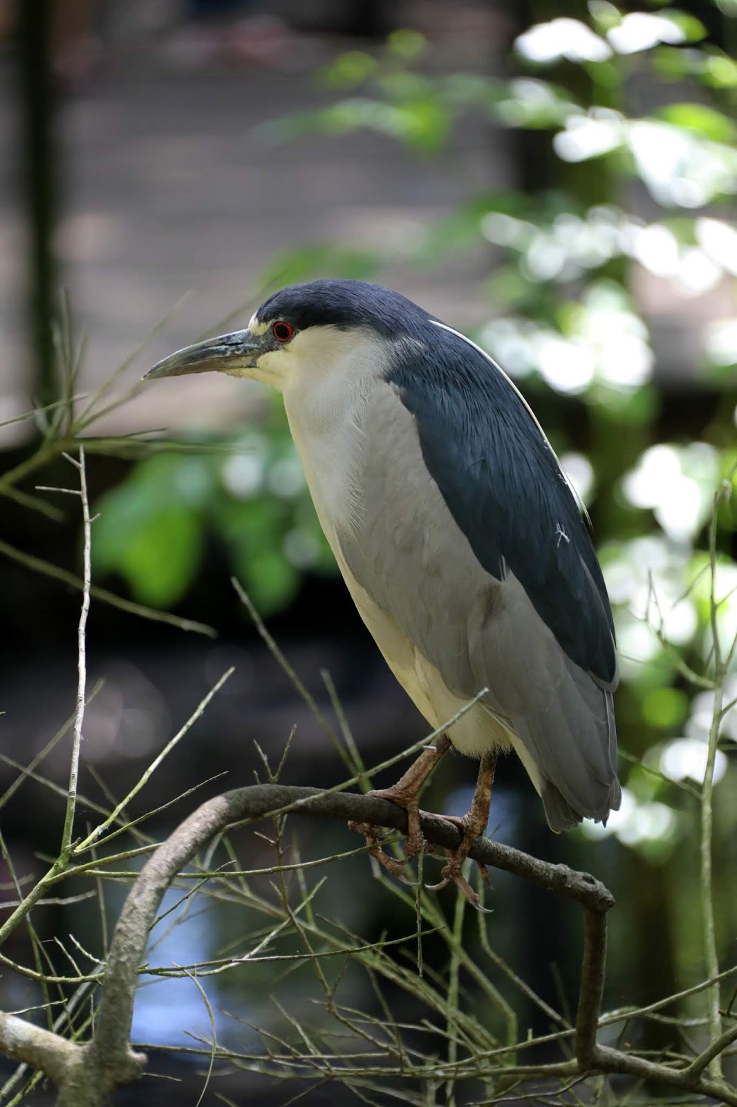 My Kampah: 4/11/19 GreenBrook Garden