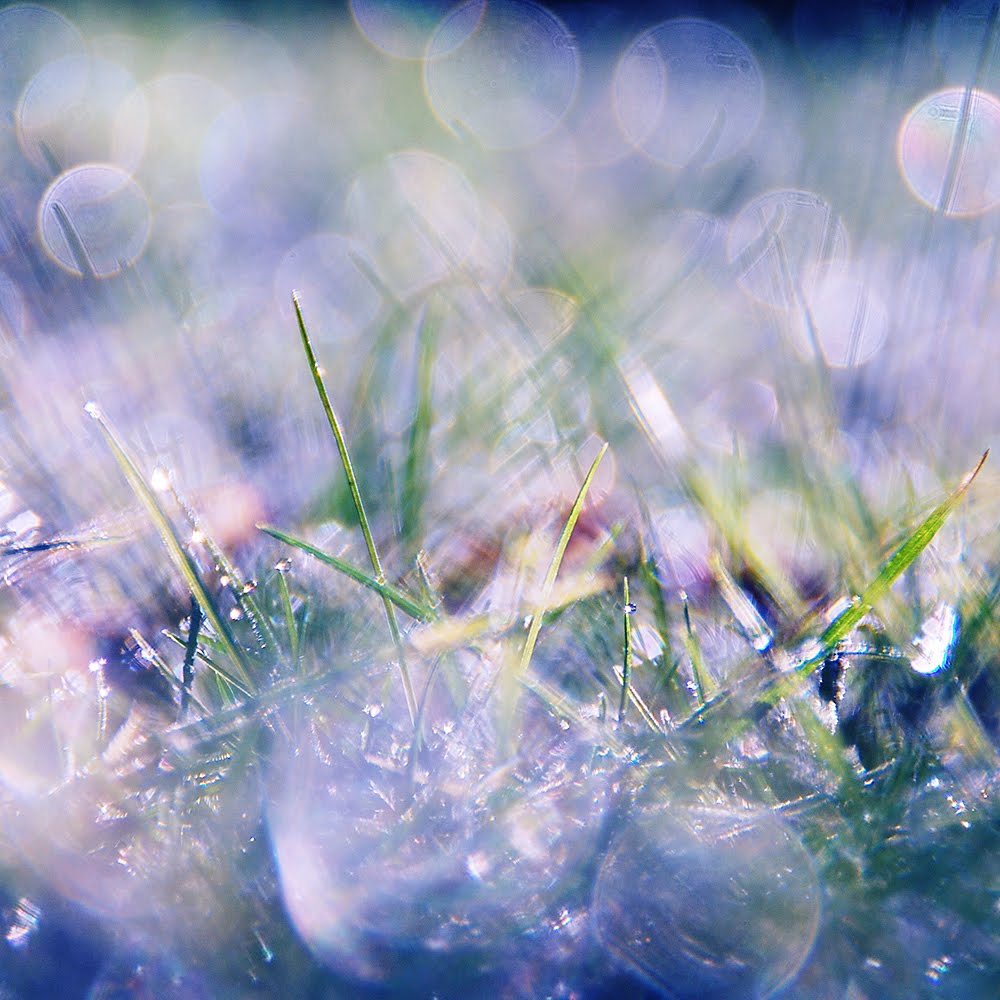 Nature | Laura Williams Photography