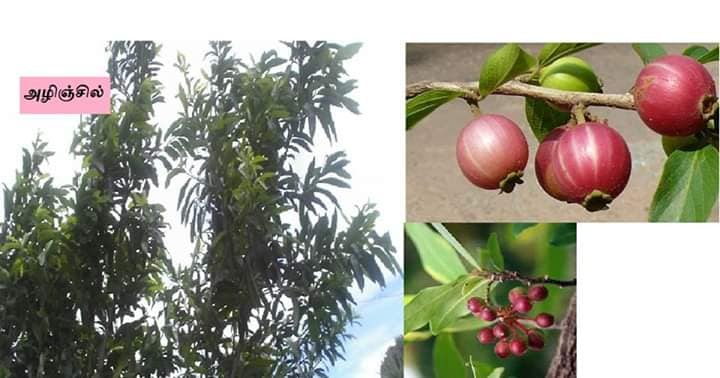 Trees- Banyan, Arasan, Bamboo, Jack, Nochi, Karuvel, Kodukka, Tamrid, neem