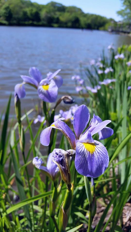 World of Irises: US Native Iris: A Look at Vernae, Tripetalae ...