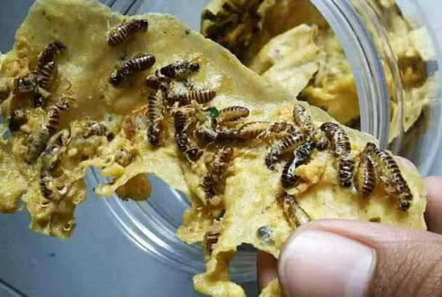 Laron, Serangga Terbang Pendiri Kerajaan Rayap | RE Tawon