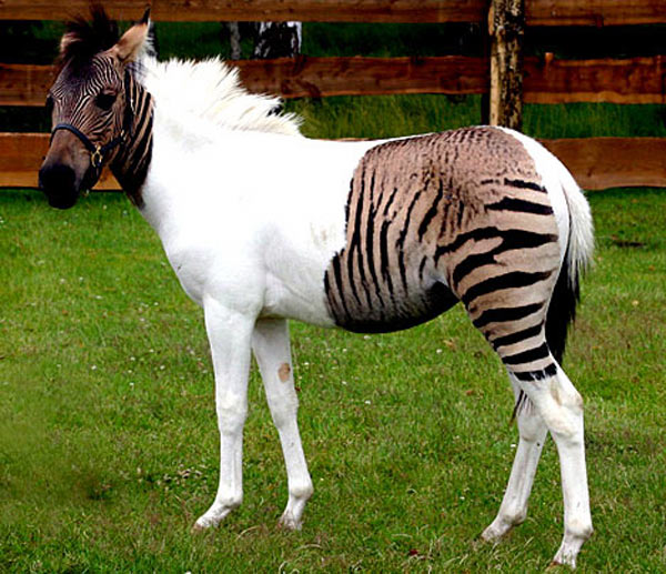 The incredible Hybrid Animal - Zebroid - World Unbelievable News