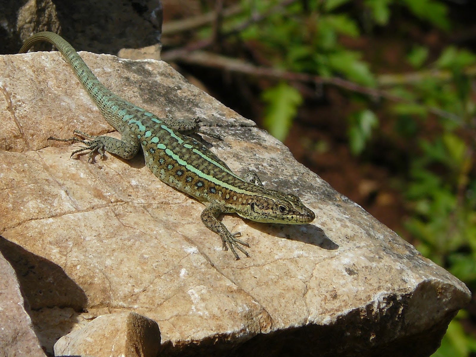 Julian Sykes Wildlife Holidays: Southern Turkey