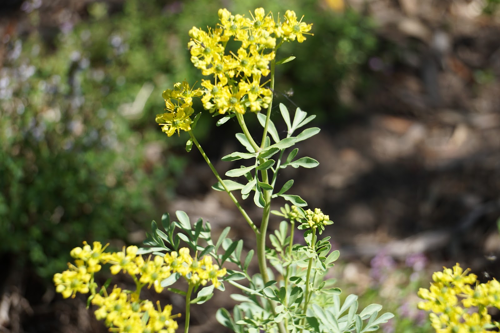 Plantas de Huerta Otea, Salamanca: Ruda (Ruta graveolens)