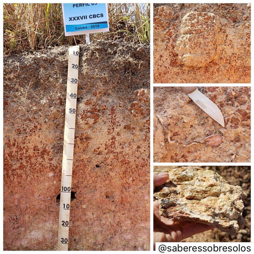 Onde as Plantas Crescem - Plintossolos