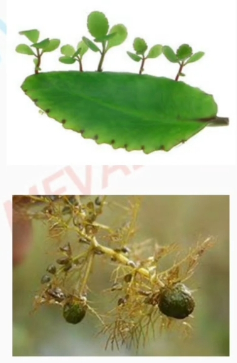 VEGETATIVE REPRODUCTION BY LEAF & ROOT