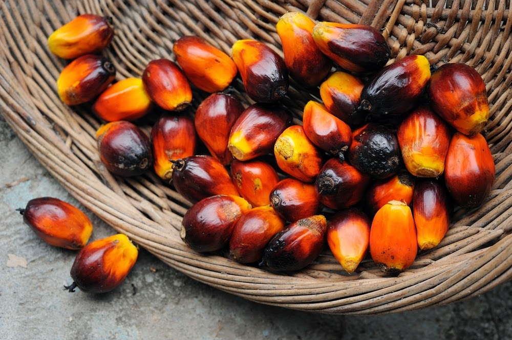 Óleo de palma, o famoso óleo vegetal - "Um Mundo, Mil Sabores"