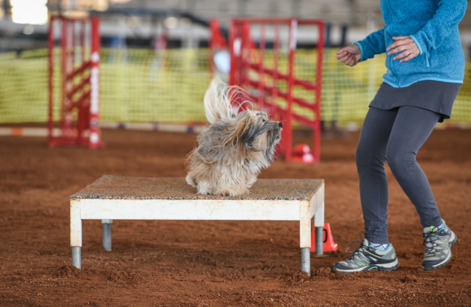 To Dog With Love: Agility Season Opener & Our First Snooker Super Q