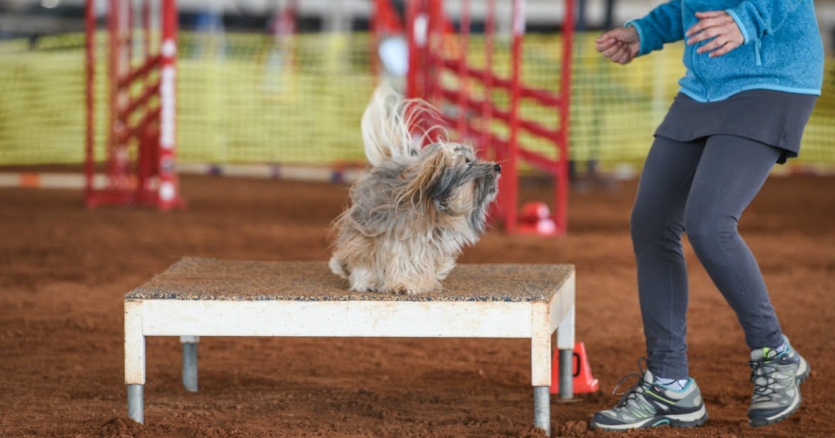 To Dog With Love: Agility Season Opener & Our First Snooker Super Q