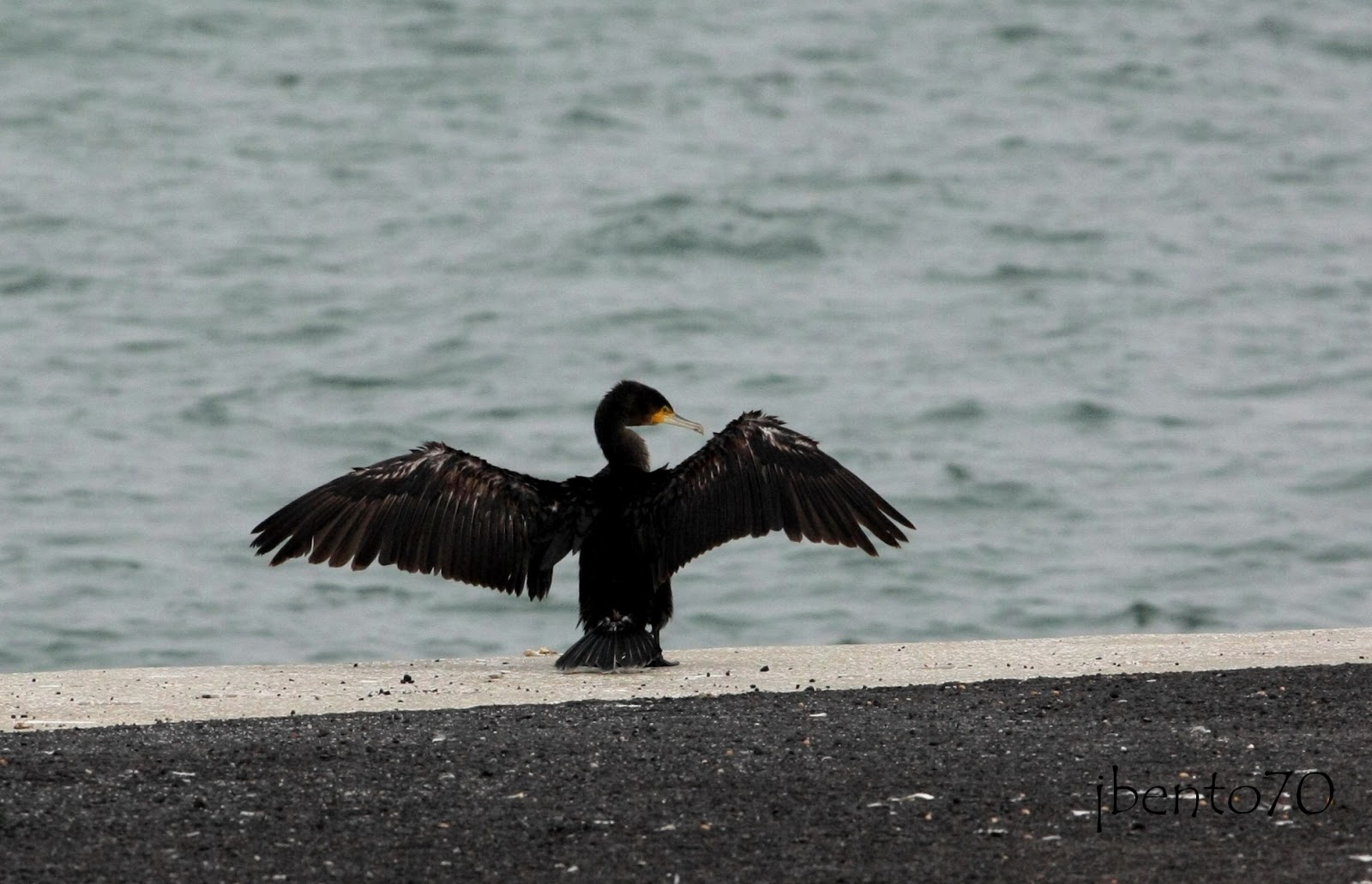 Birding Cascais: Corvo-marinho-comum /Great Cormorant (Phalacrocorax ...