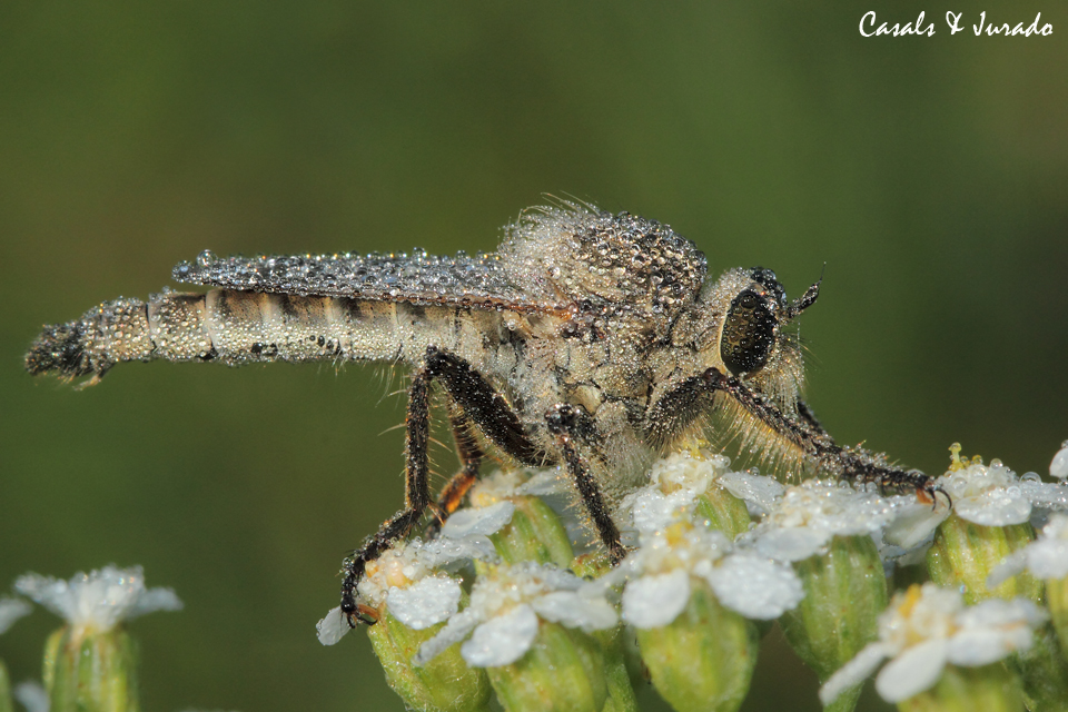 CRÒNIQUES NATURALISTES: LA FOTO DEL MES