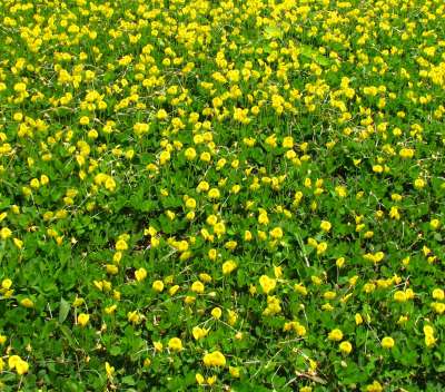 BIBOCA AMBIENTAL : GRAMA AMENDOIM OU AMENDOIM FORRAGEIRO