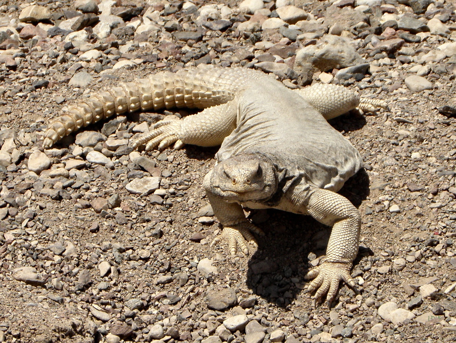 Real Monstrosities: Spiny-tailed Lizard